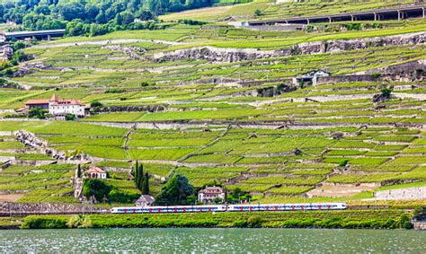 호수 제네바 Lavaux 포도 원 테라스와 스위스 리비에라 스위스 유럽으로가 기차와 알프스의 아름 다운 여름 풍경입니다 0명에