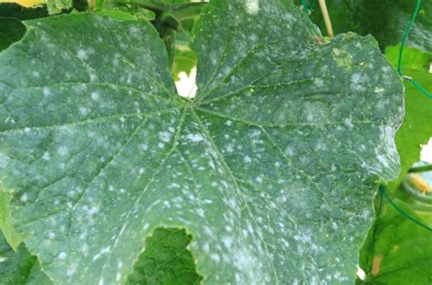 Reasons For And Solutions To White Spots On Cucumber Leaves