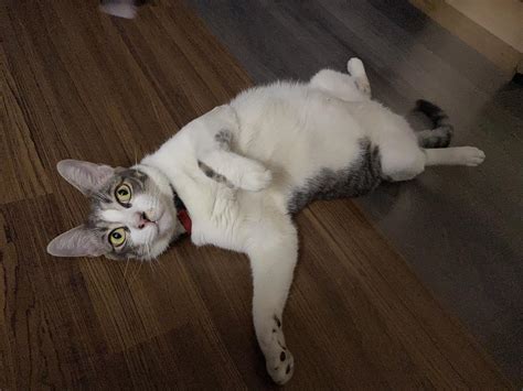 Kimchi Thecat ไม่น่ารักหลอค้าบ กิมจิลูกมี๊นุ๊ก Facebook