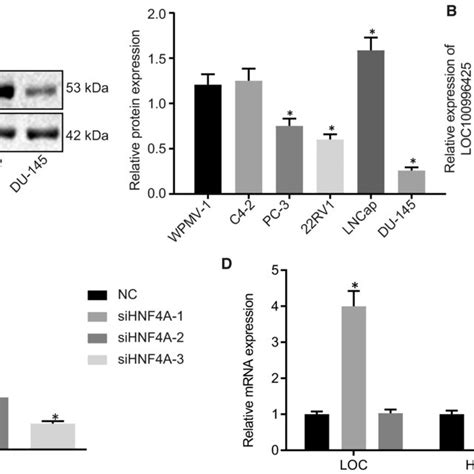 Cell Line Selection And Transfection Of Sirna And Overexpression