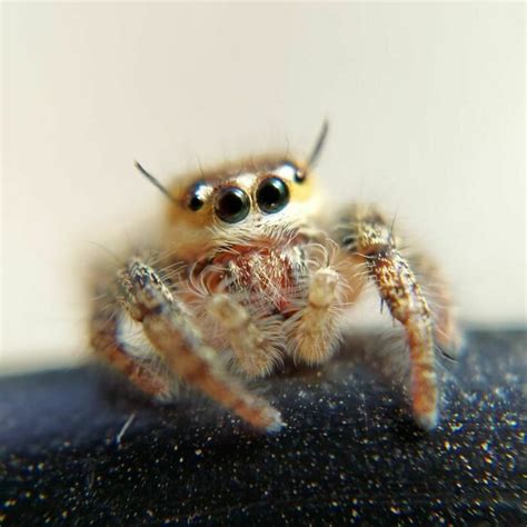 35 Of The Most Charming And Cute Spider Pics The Internet Has To Offer