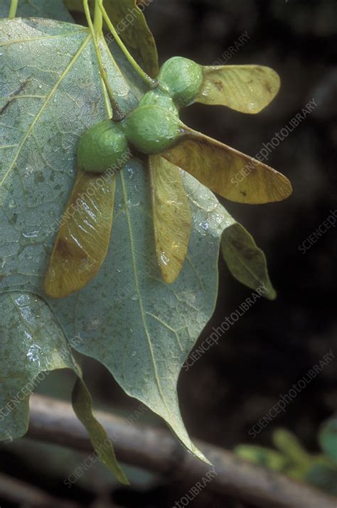 Sugar Maple Samaras Stock Image F031 2312 Science Photo Library
