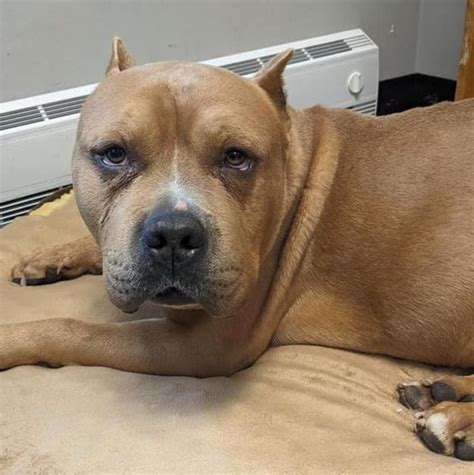 Please Share Scooby Gehan Nadia Klele