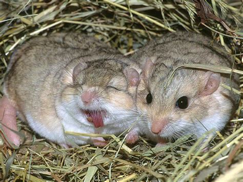 7 Essential Tips For Happy And Healthy Fat Tailed Gerbil Care Uk Pets