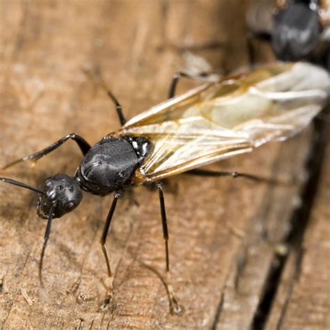 Flying Ants What Are They And How To Get Rid Of Them