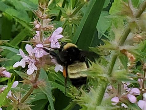 Bombus Pensylvanicus Spotted On 8302019 Beespotter University Of Illinois