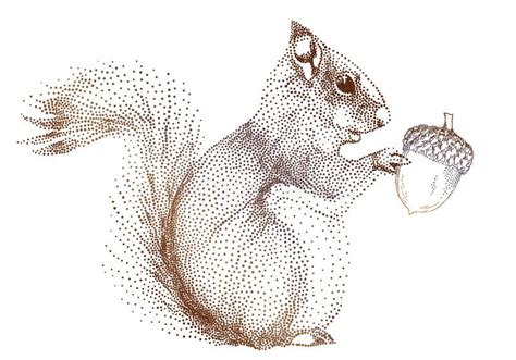 Ardilla Con La Bellota Vector Ilustración Del Vector Ilustración De Comer Planta 22048466