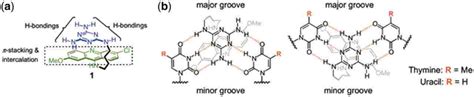 A Design Principle Of Ligand 1 And B Two Possible Binding Modes Download Scientific Diagram