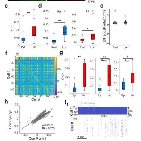 Ca1 Interneuron Activity Is Linked To Pyramidal Cell Synchrony A Download Scientific Diagram