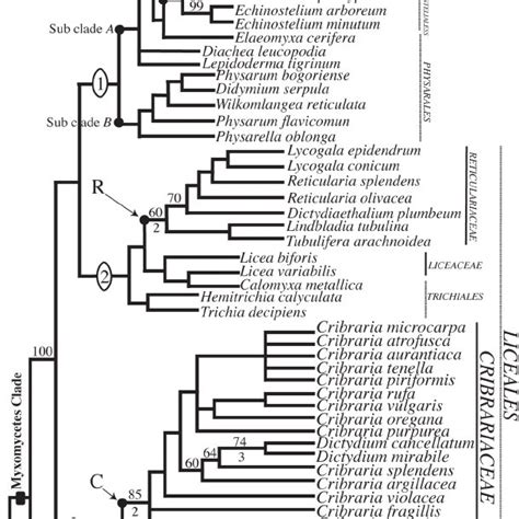 Strict Unresolved Consensus Tree From An Analysis Using Equal Character Download Scientific