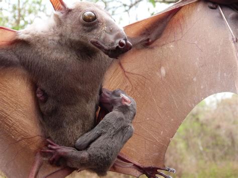 Hammerhead Bats Arent Just Huge And Special Looking But Also Have A