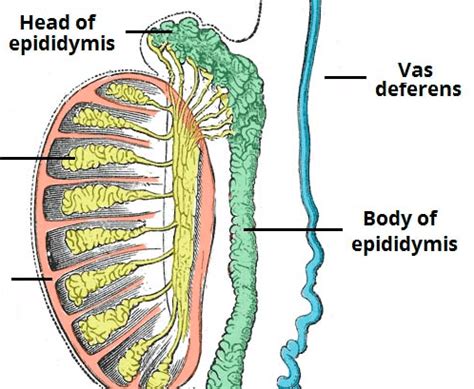Epididymitis Clinical Features Management Teachmesurgery