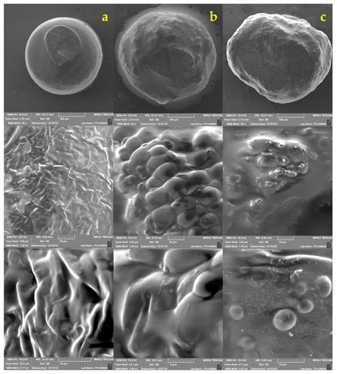 Encapsulation Of Lacticaseibacillus Rhamnosus Gg Probiotic Survival