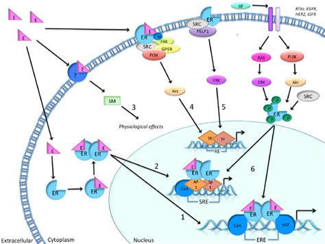 Simplified Possible Molecular Signaling Pathways 1 To 6 Of Estrogen