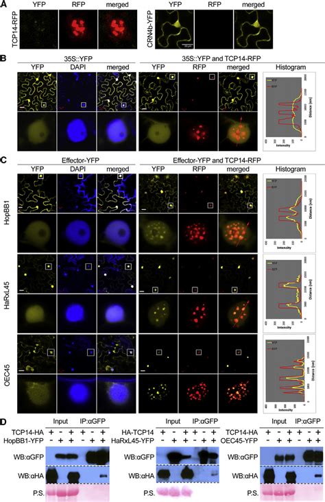 Tcp14 Relocalizes Effectors To Subnuclear Foci A Technical Control