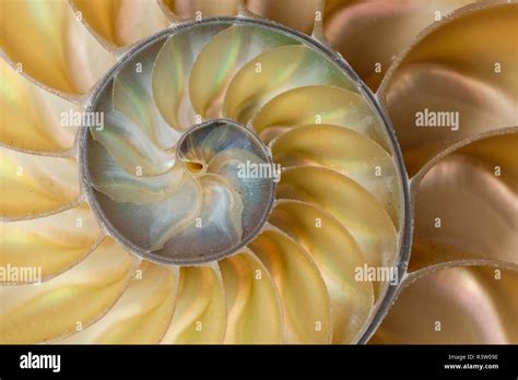 Chambered Nautilus Immagini E Fotografie Stock Ad Alta Risoluzione Alamy
