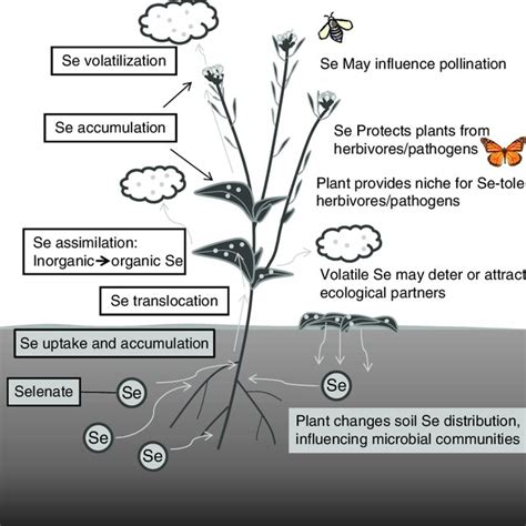 Pdf Selenium Metabolism In Plants