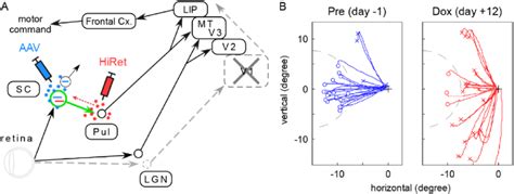 Effects Of Selective Blockade Of The Superior Colliculus Sc Pulvinar Download Scientific