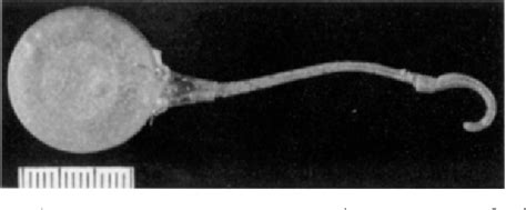 Figure 1 From Neural Encoding Of Sound Sensation Evoked By Electrical Stimulation Of The