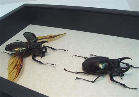 Chalcosoma Caucasus Set Rhino Beetle Collection