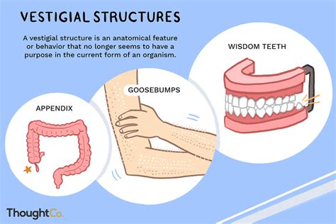 Vestigial Structures Evolution Definition