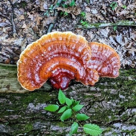 Hemlock Reishi Mushroom Ganoderma Tsugae Prime Fungi