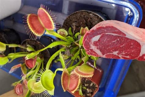 Can Venus Flytraps Eat Meat What About Hamburger Venus Flytrap World