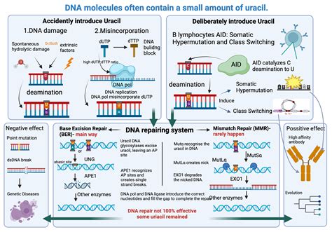 Uracil In Dna Uracil Origins Dna Repair Reduction And Biological Effects Biorender Science