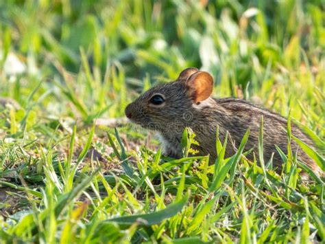 Closeup Of A Small Field Mouse Amongst Grass Stock Image Image Of Nature Meadow 309970481