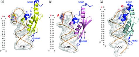 Three Dimensional Structures Of Double Stranded Rna Binding Domain Download Scientific Diagram