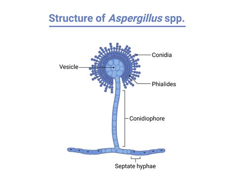 Structure Of Aspergillus Spp Biorender Science Templates