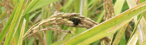 Crop Diseases How To Identify Control And Prevent