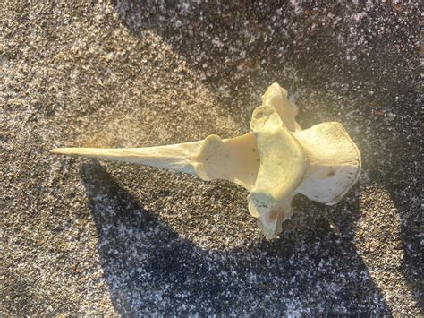 Deer Vertebrae Space Ship Vertebrae Etsy