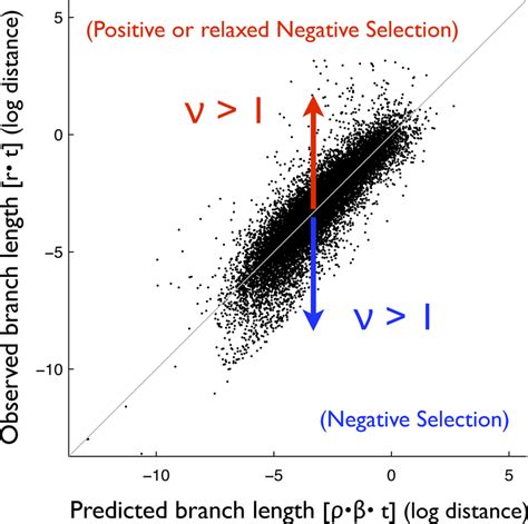 Evolutionary Rate Deviations As Evidence Of Natural Selection Observed Download Scientific