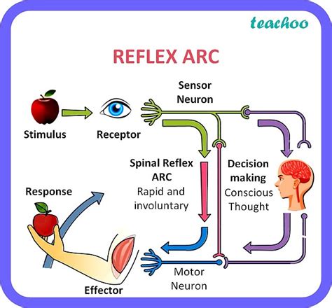 Biology Difference Between Sensory Neuron Motor Neuron Class 10