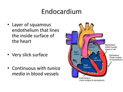 Ppt The Heart Powerpoint Presentation Free Download Id6408191
