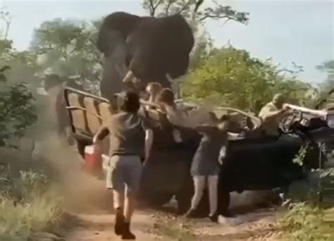 Angry Elephant Attacks On Jungle Safari Video Of Attack Goes Viral On