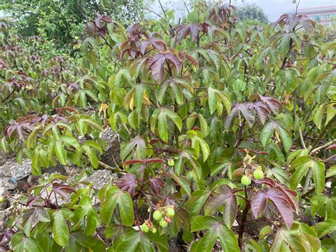 Jatropha Gossypifolia