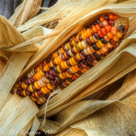 Idaho Visions Fall Corn