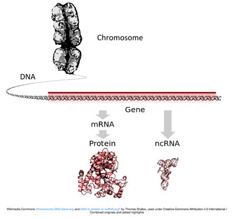Rna Seq در بیوانفورماتیک آشنایی با Rna Seq در بیوانفورماتیک ژنیران