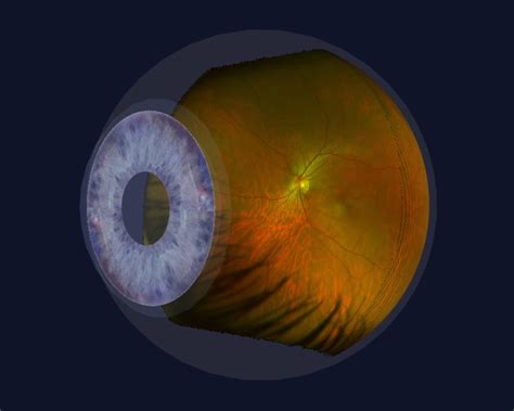 Optomap Ultra Widefield Retinal Imaging