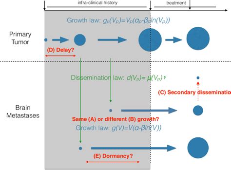 Schematic Of The Models And Investigated Hypotheses Several Biological