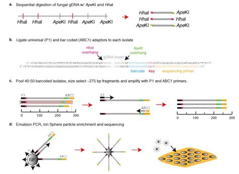 fungal genotyping lifeasible