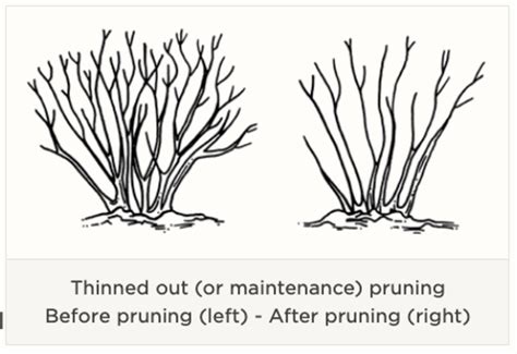 Pruning Mature Deciduous Shrubs Nebraska Extension In Lancaster