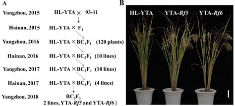 Breeding Scheme And Gross Plant Morphology Of Nils Near Isogenic