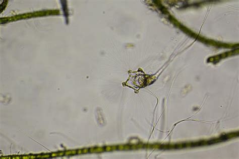 Rotifers What Are Characteristics Types And Examples Evidence Network