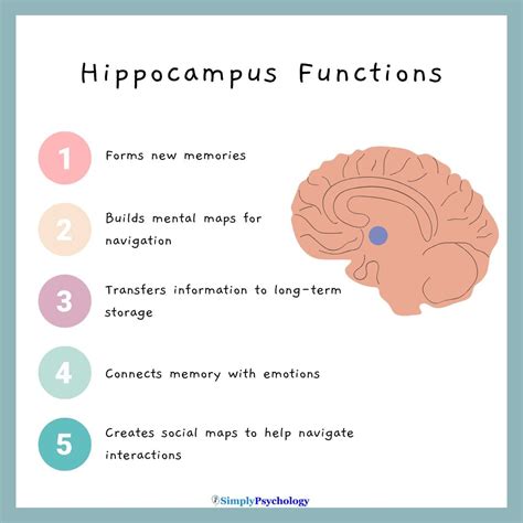 Hippocampus What Is It Location Function And More