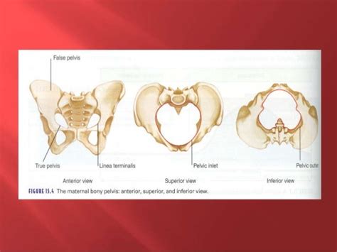 4 Жирэмсэн үед гарах физиологийн өөрчлөлтүүд