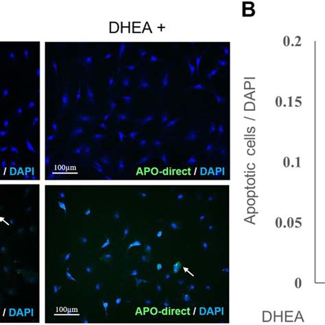 Immunofluorescence Staining For Analysis Of Apoptotic Cells A