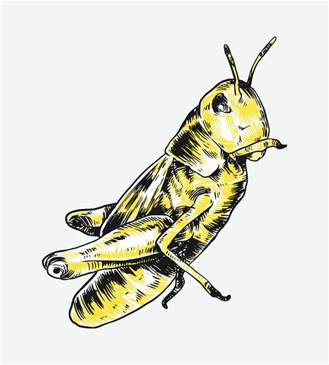 Hand Drawn Grasshopper Sketch Engraving Isolated Background Graphic Illustration 48260482